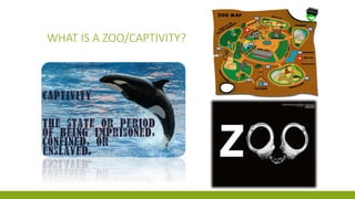 What are the advantages and disadvantages of keeping animals in Zoos ...