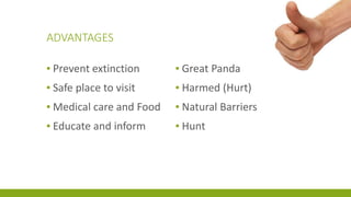 What are the advantages and disadvantages of keeping animals in Zoos ...