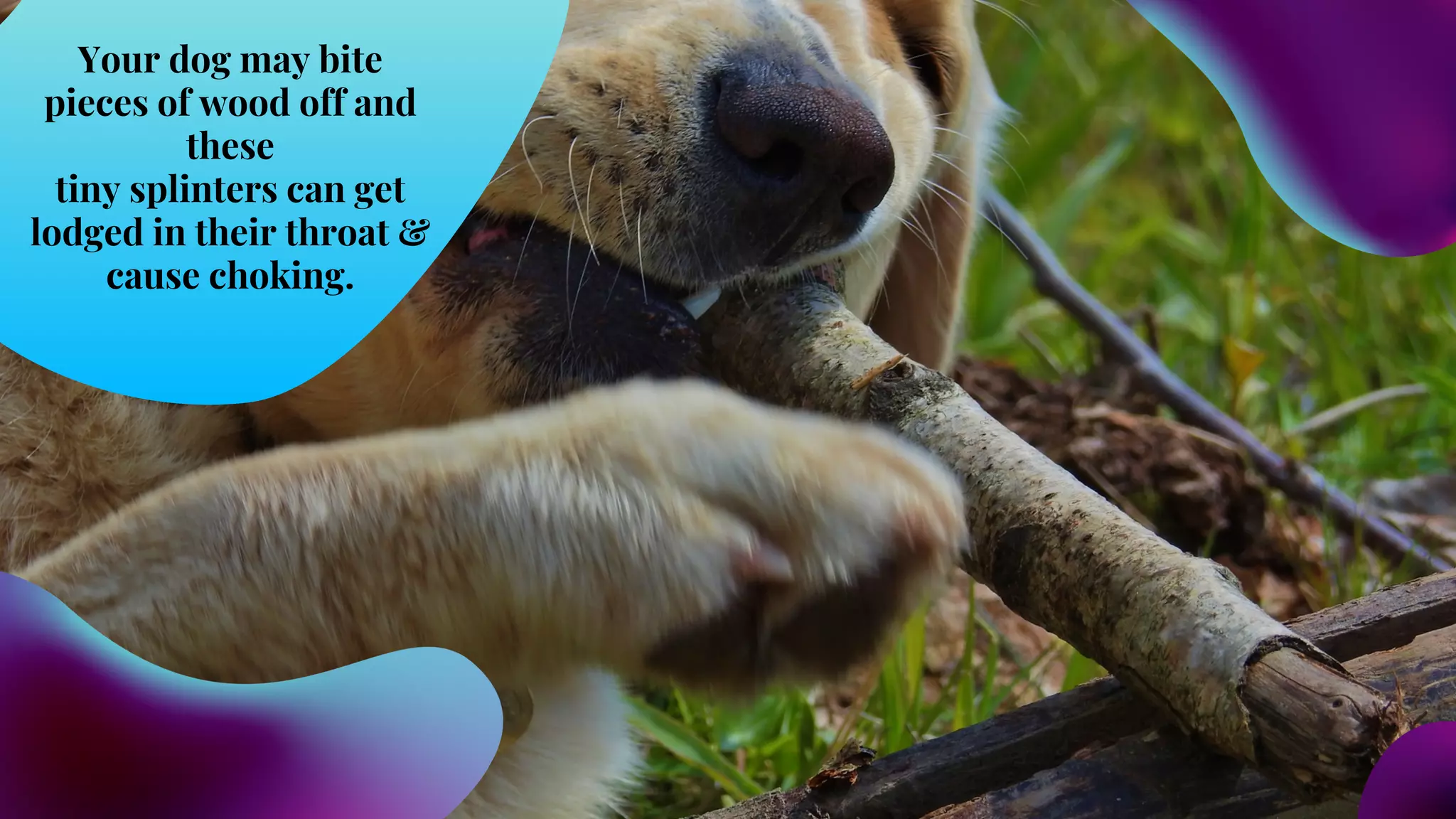 What are the Common Causes of Choking in Dogs | PPT