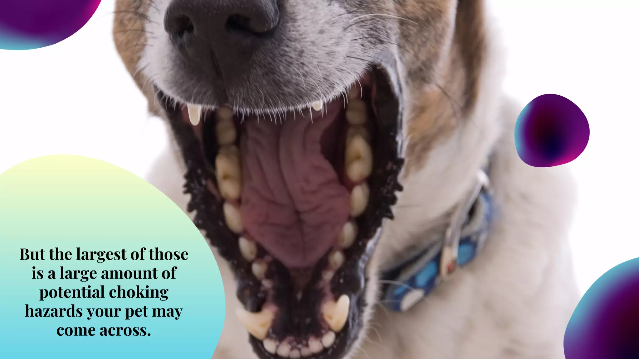 What are the Common Causes of Choking in Dogs | PPT