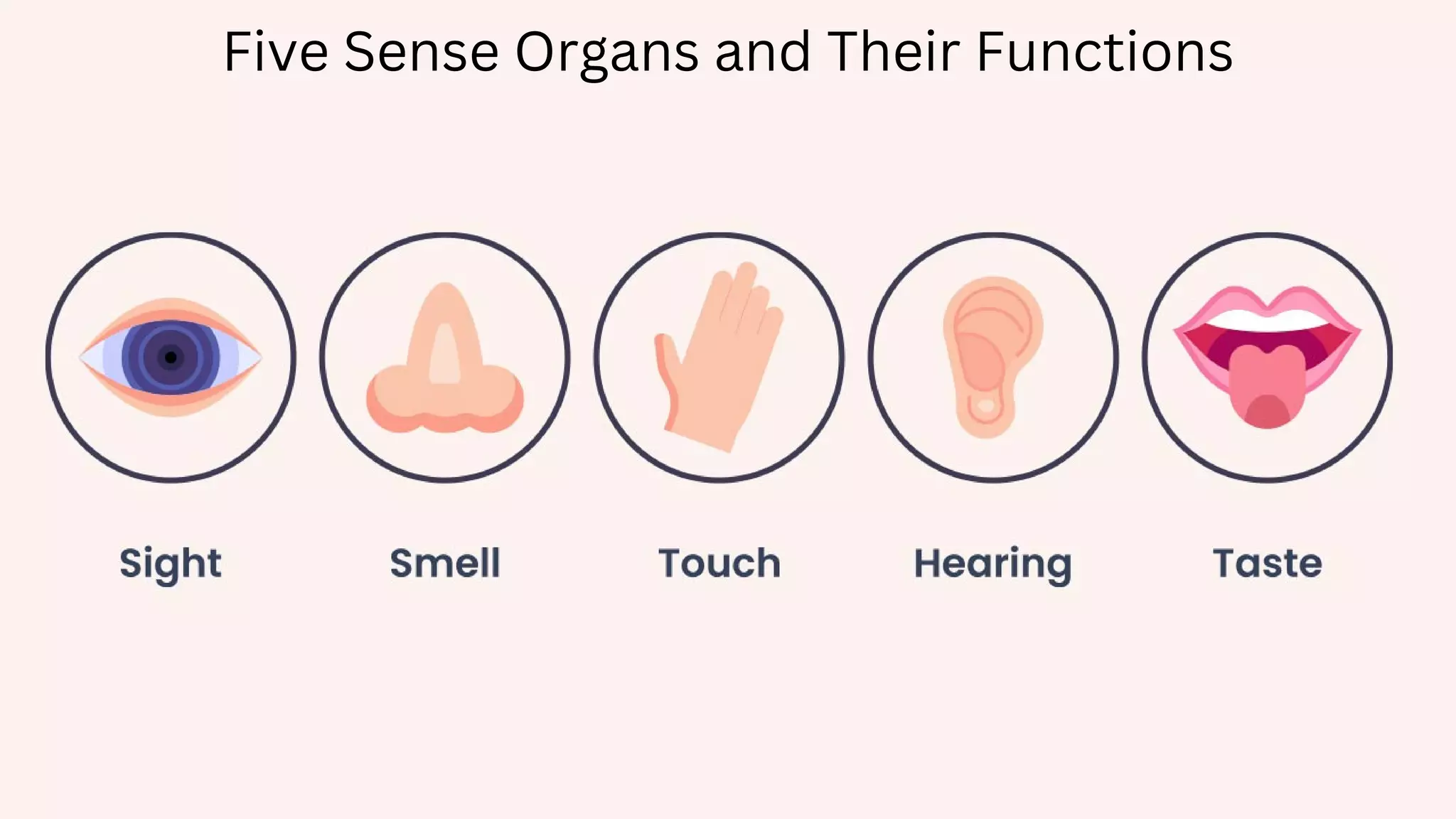 What Are the Five Sense Organs and Their Functions.pdf