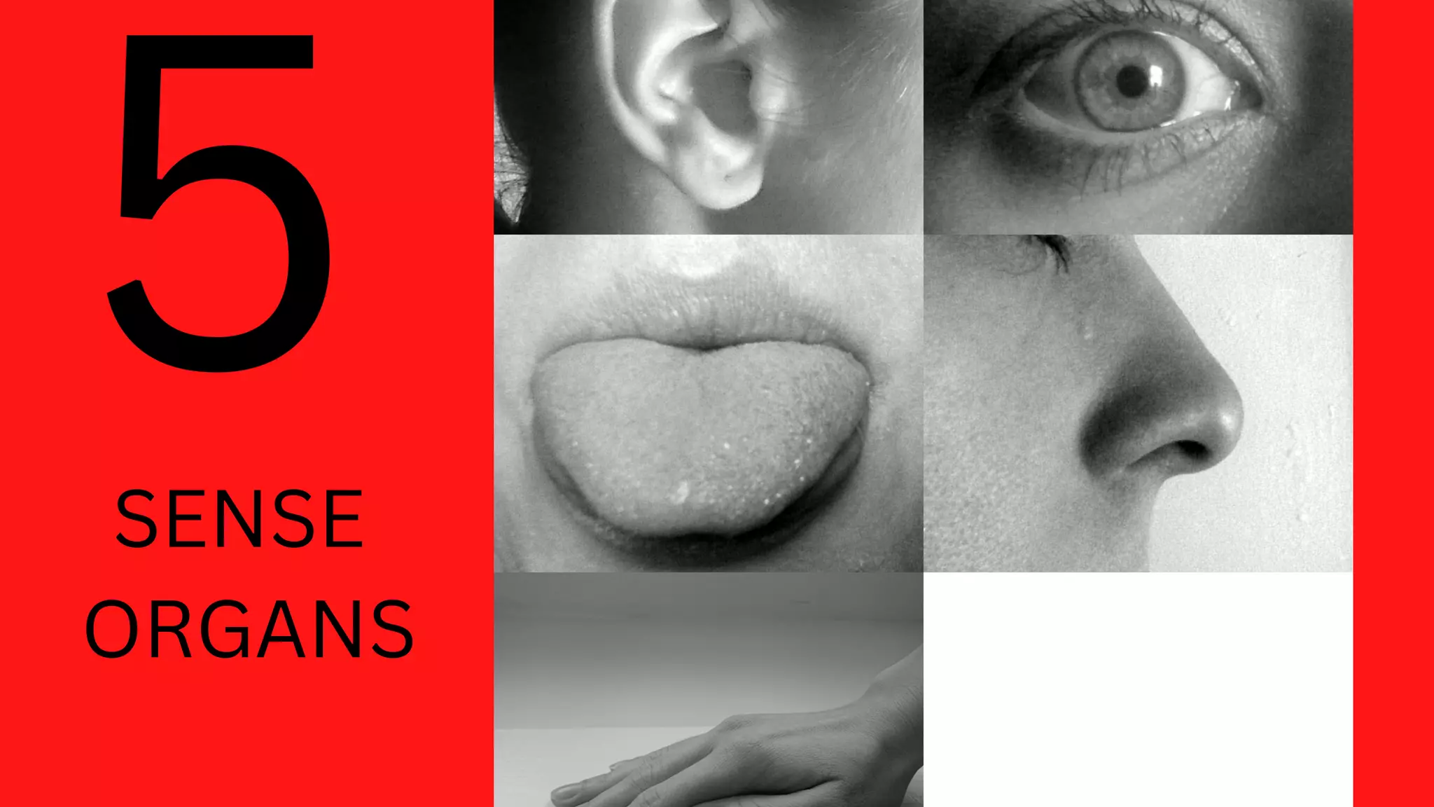 What Are the Five Sense Organs and Their Functions.pdf