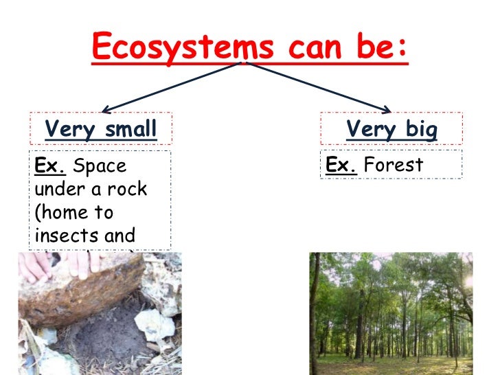 What are the parts of the ecosystem