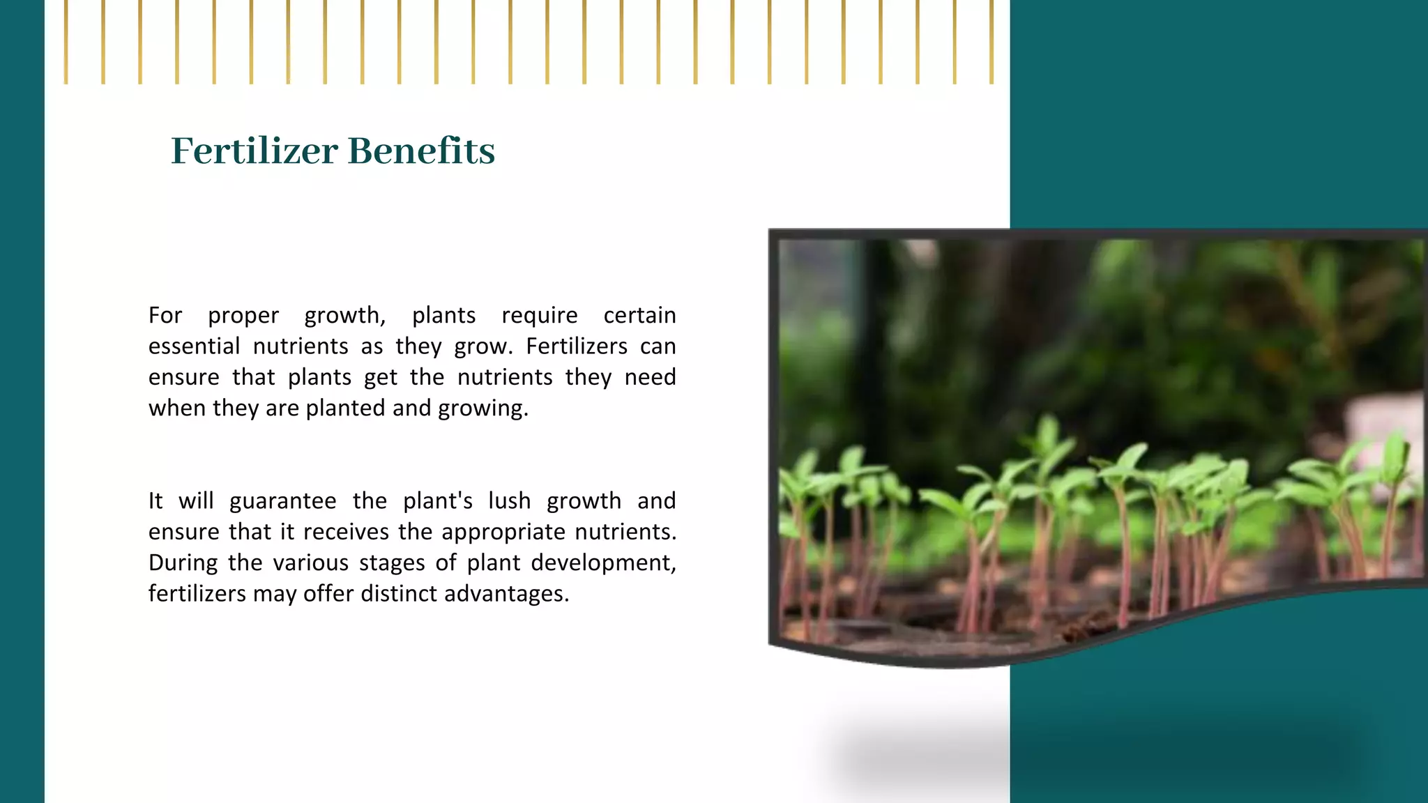 What are the types of fertilizer & how they help plants grow | PPTX
