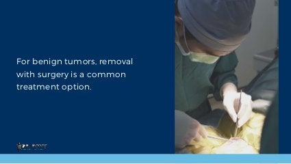 What are the Typical Causes of Benign Tumors in Dogs | PPT