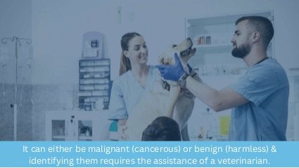 What are the Typical Causes of Benign Tumors in Dogs | PPT