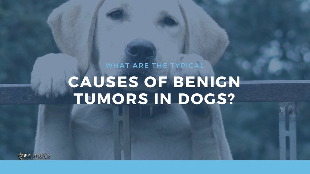 What are the Typical Causes of Benign Tumors in Dogs | PPT