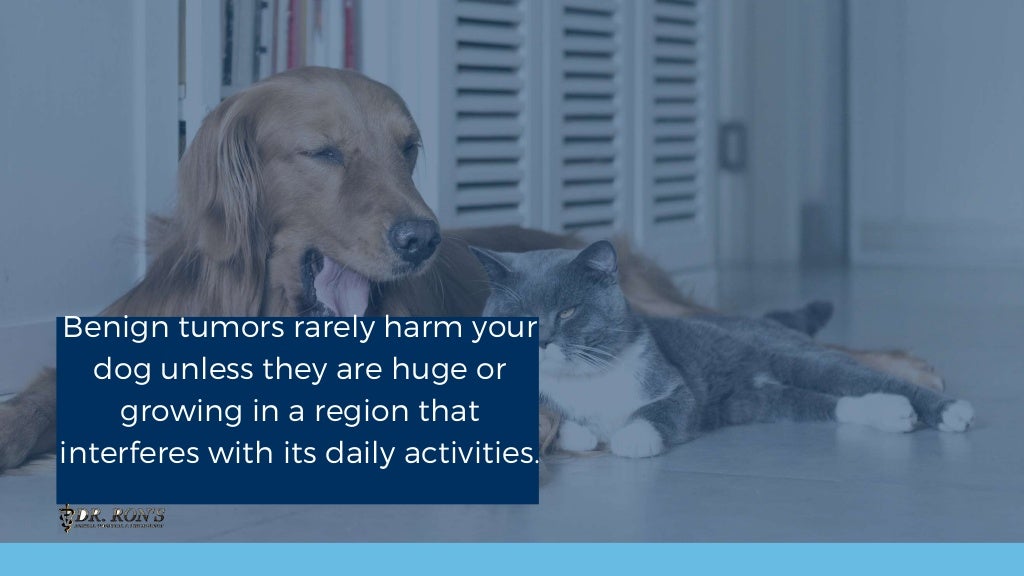 What are the Typical Causes of Benign Tumors in Dogs | PPT