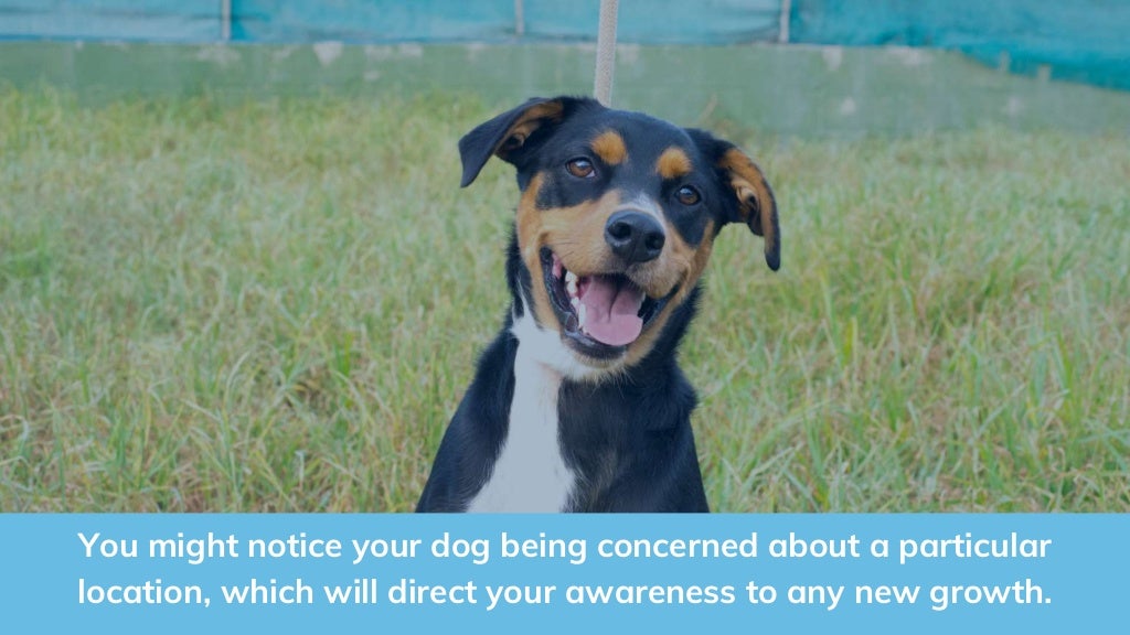 What are the Typical Causes of Benign Tumors in Dogs | PPT