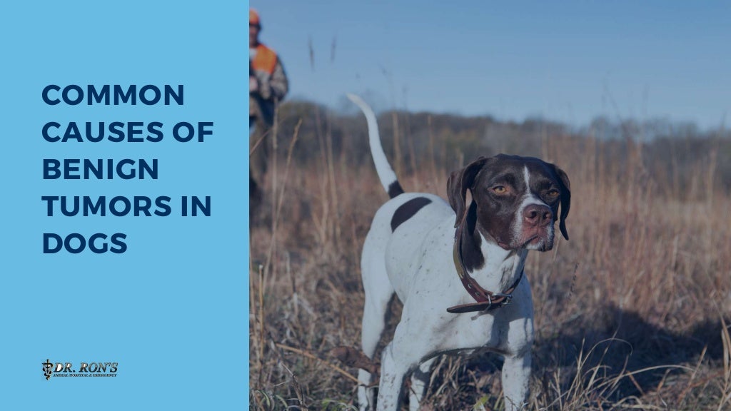 What are the Typical Causes of Benign Tumors in Dogs | PPT