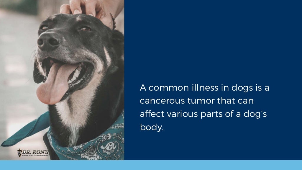 What are the Typical Causes of Benign Tumors in Dogs | PPT