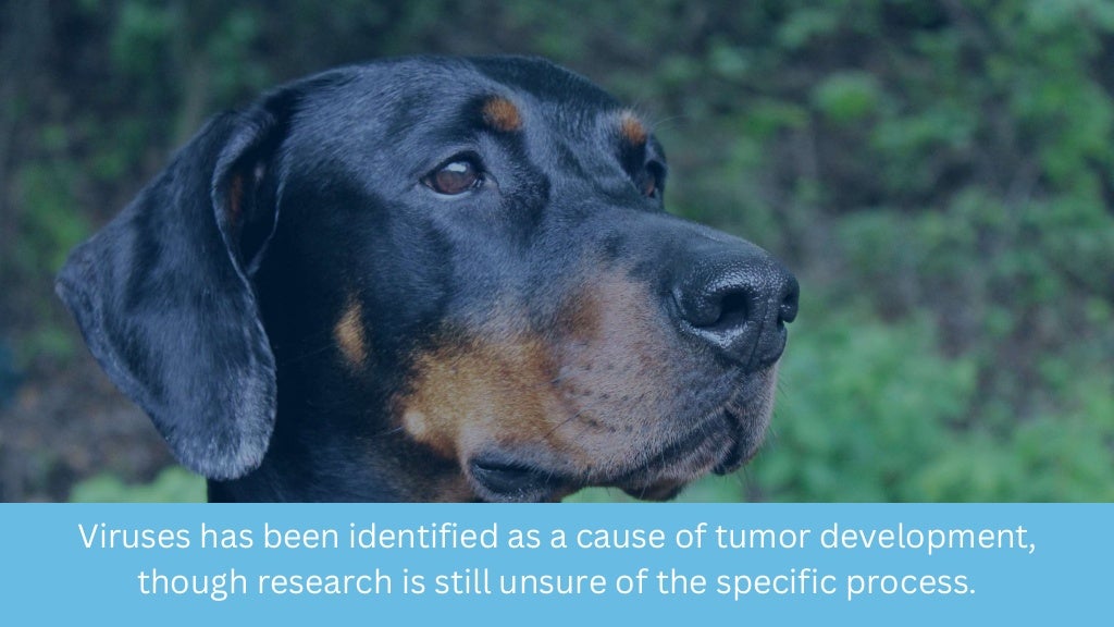What are the Typical Causes of Benign Tumors in Dogs | PPT