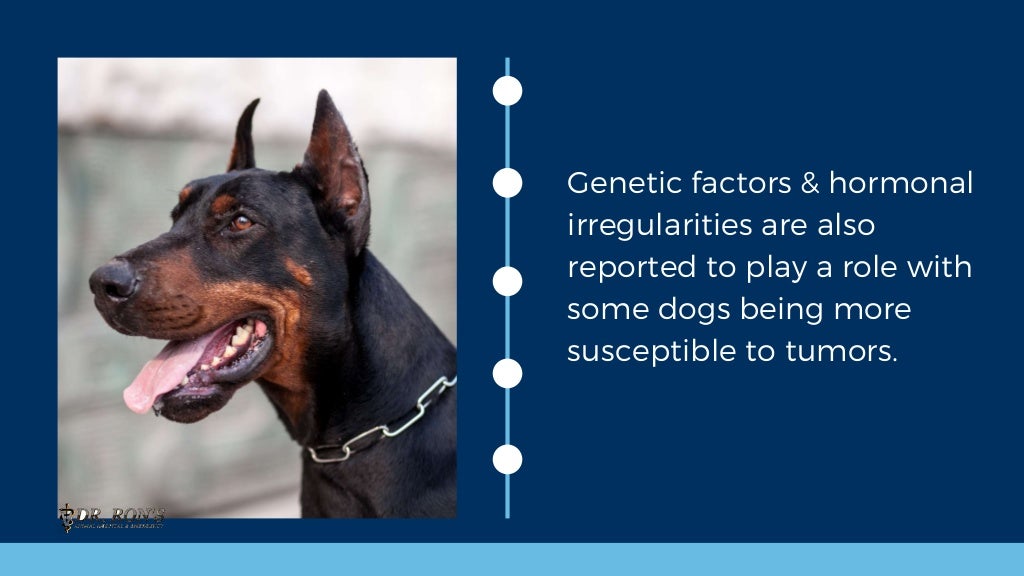 What are the Typical Causes of Benign Tumors in Dogs | PPT
