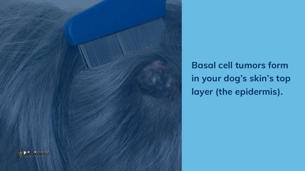 What are the Typical Causes of Benign Tumors in Dogs | PPT