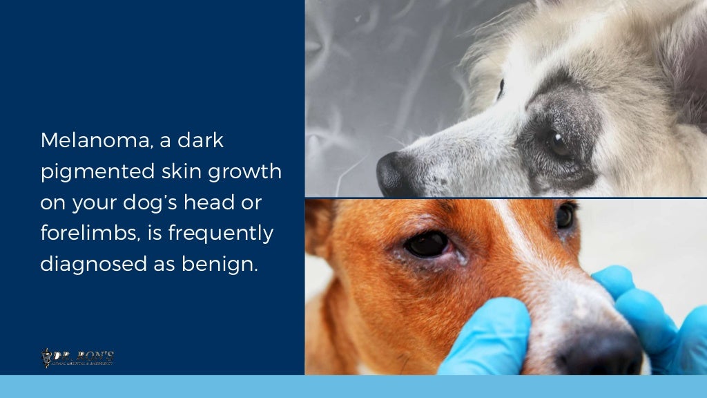 What are the Typical Causes of Benign Tumors in Dogs | PPT