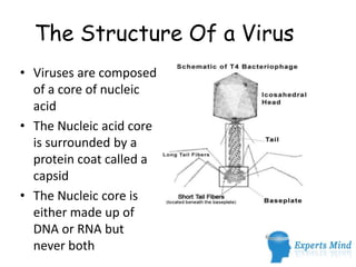 What are viruses | PPT