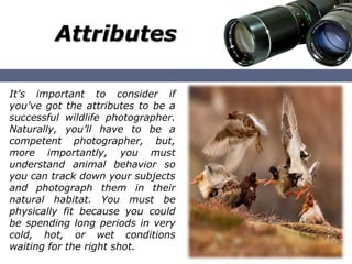 What are Wildlife Photographer Career Requirements? | Tony Henrik ...