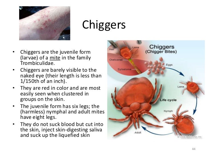 Chiggers Vs Clover Mites Asking List