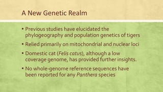 What can a tiger’s genome tell us about mammalian evolution? | PPTX ...