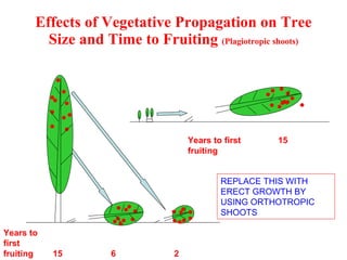 What can be achieved by Tree Domestication | PPT
