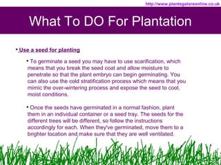 What Care We Should Have To Take While Plantation? | PPT