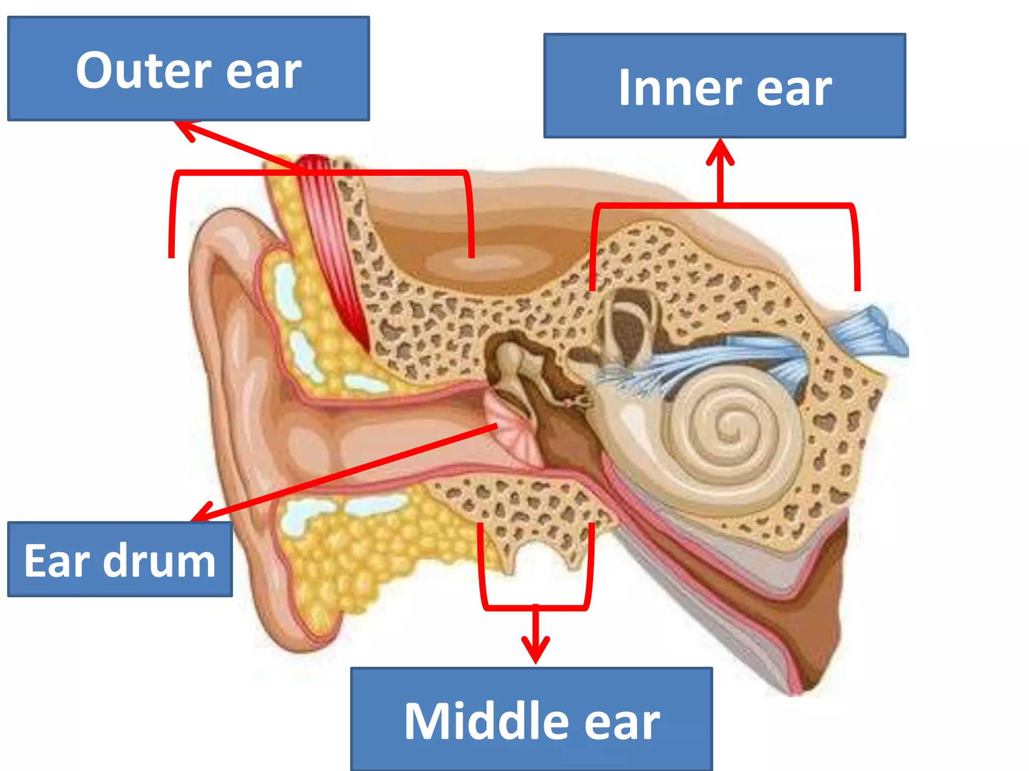 What causes sound | PPTX