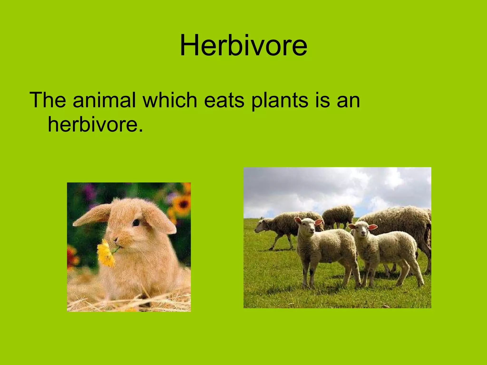 What do animals eat | PPT