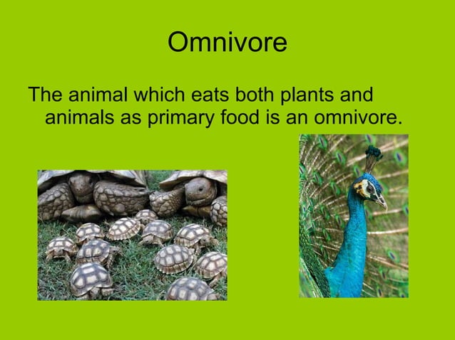 What do animals eat | PPT