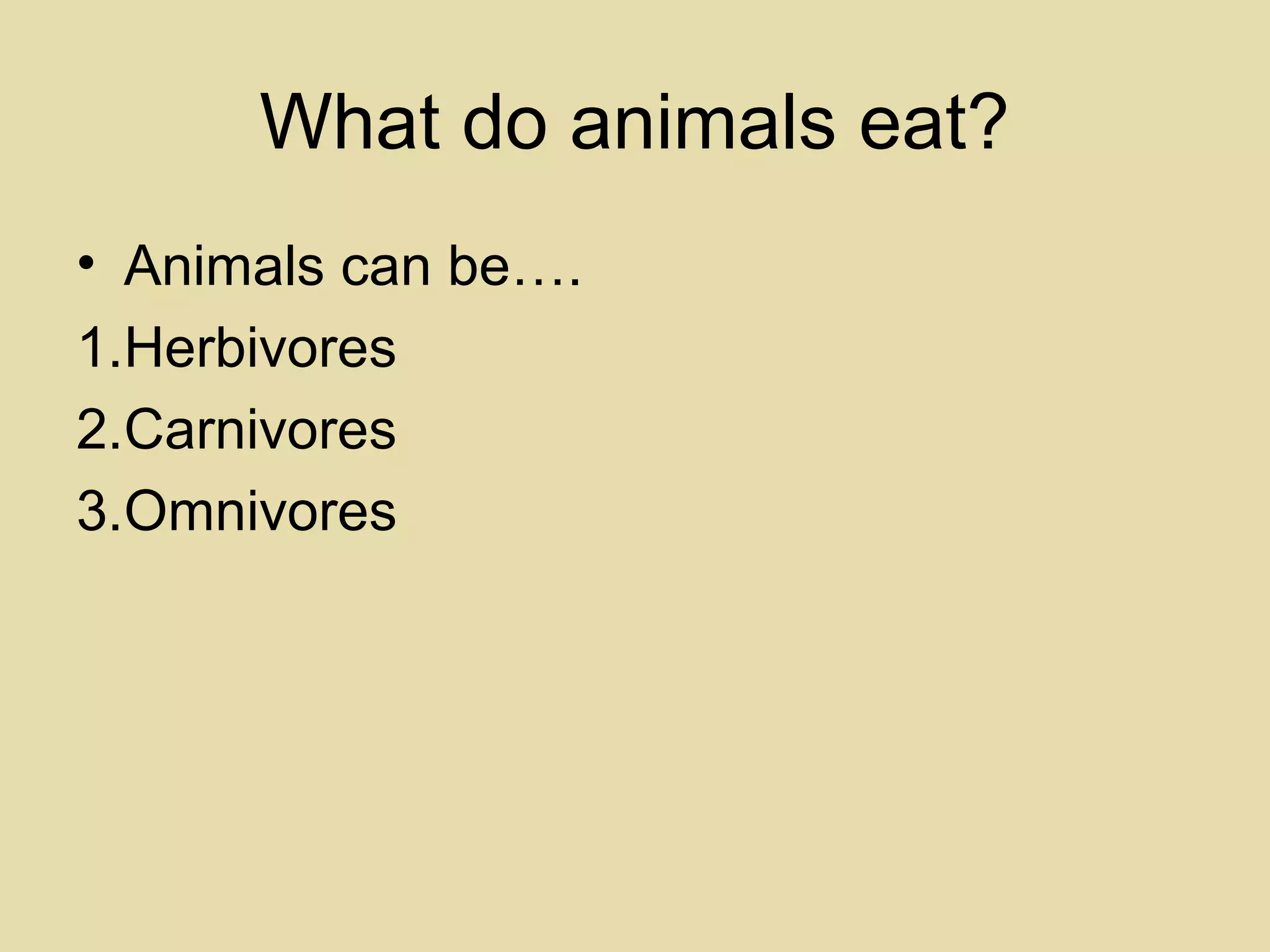 What do animals eat | PPT