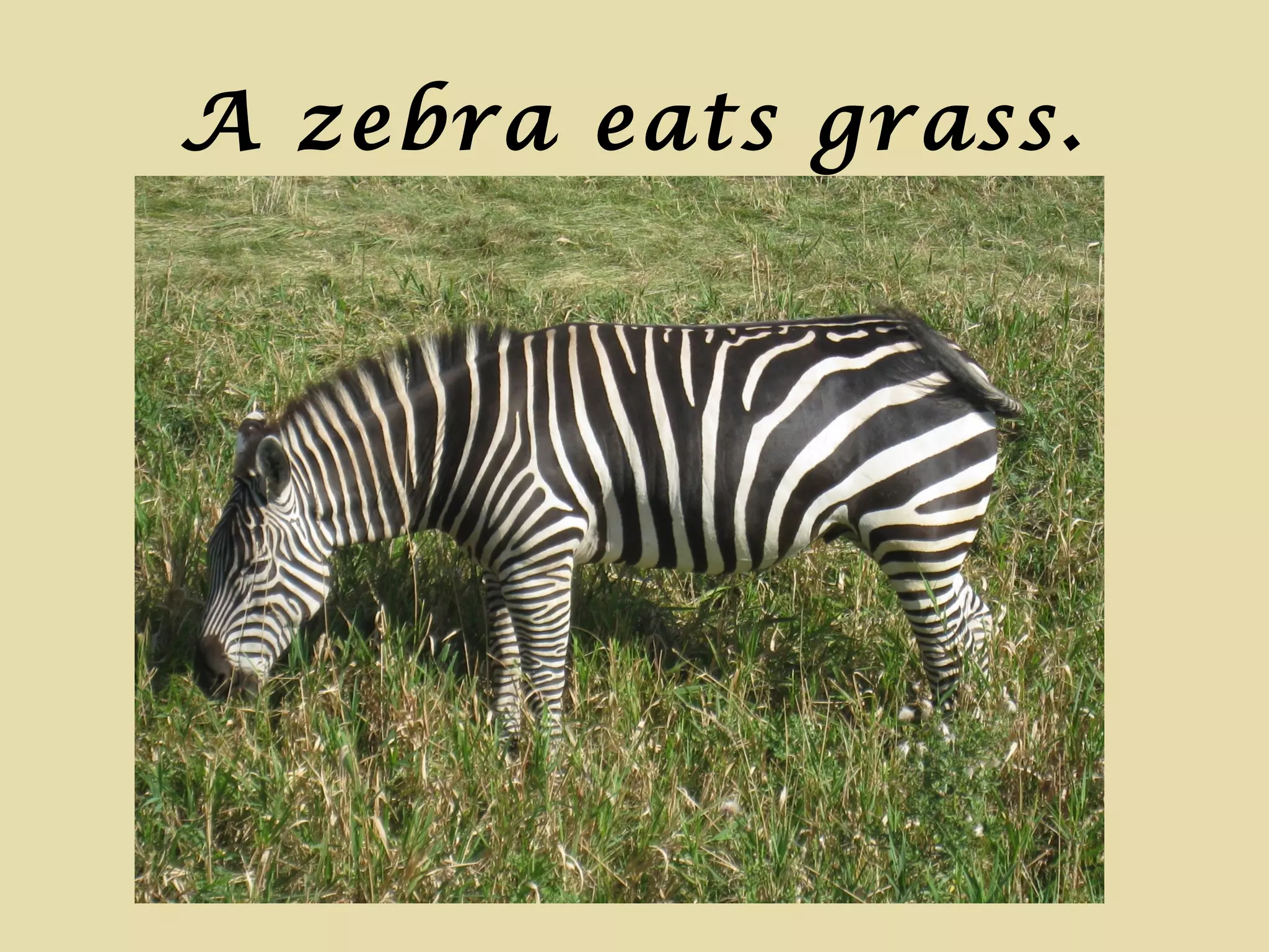 What do animals eat | PPT