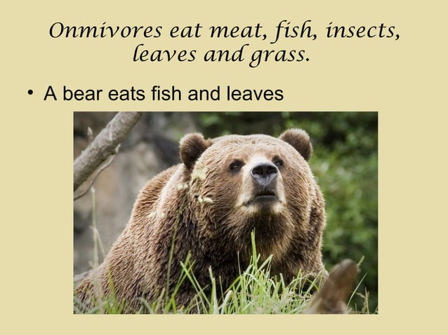 What do animals eat | PPT