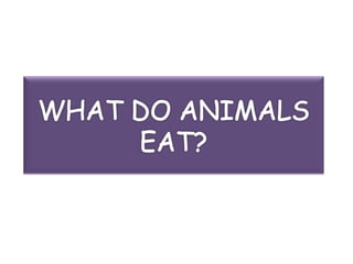 What do animals eat | PPT