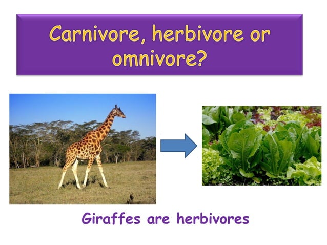 What do animals eat | PPT