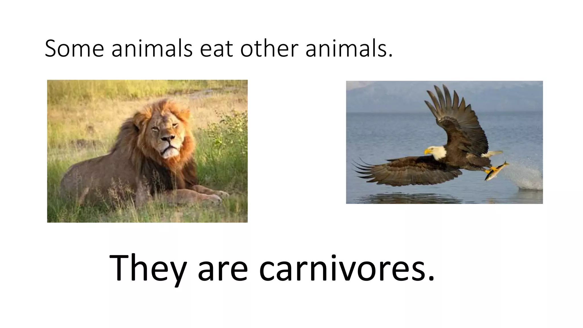 What do animals eat | PPTX