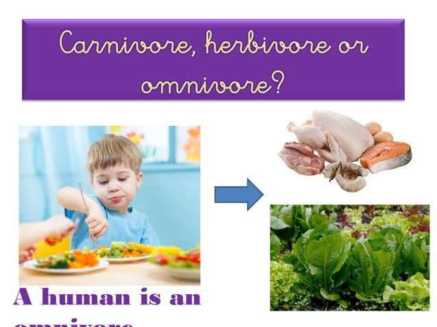 What do animals eat | PPT