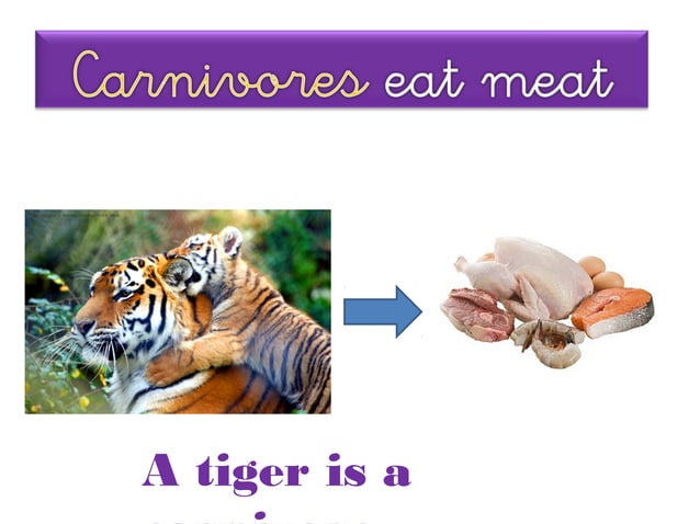 What do animals eat | PPT