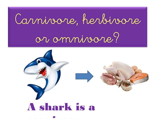 What do animals eat | PPT
