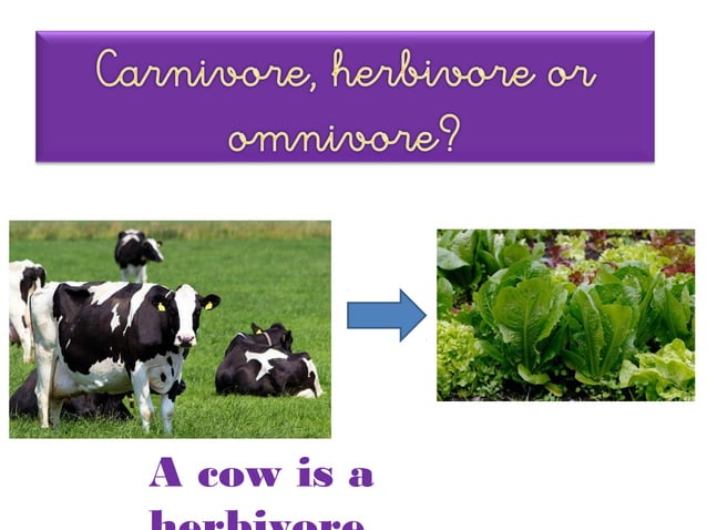 What do animals eat | PPT