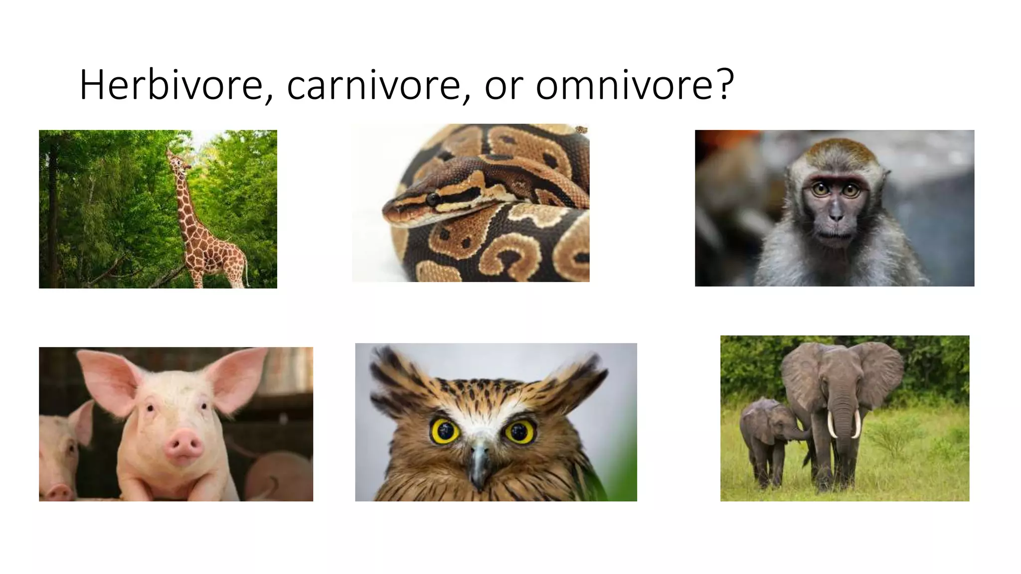 What do animals eat? v.2 | PPTX