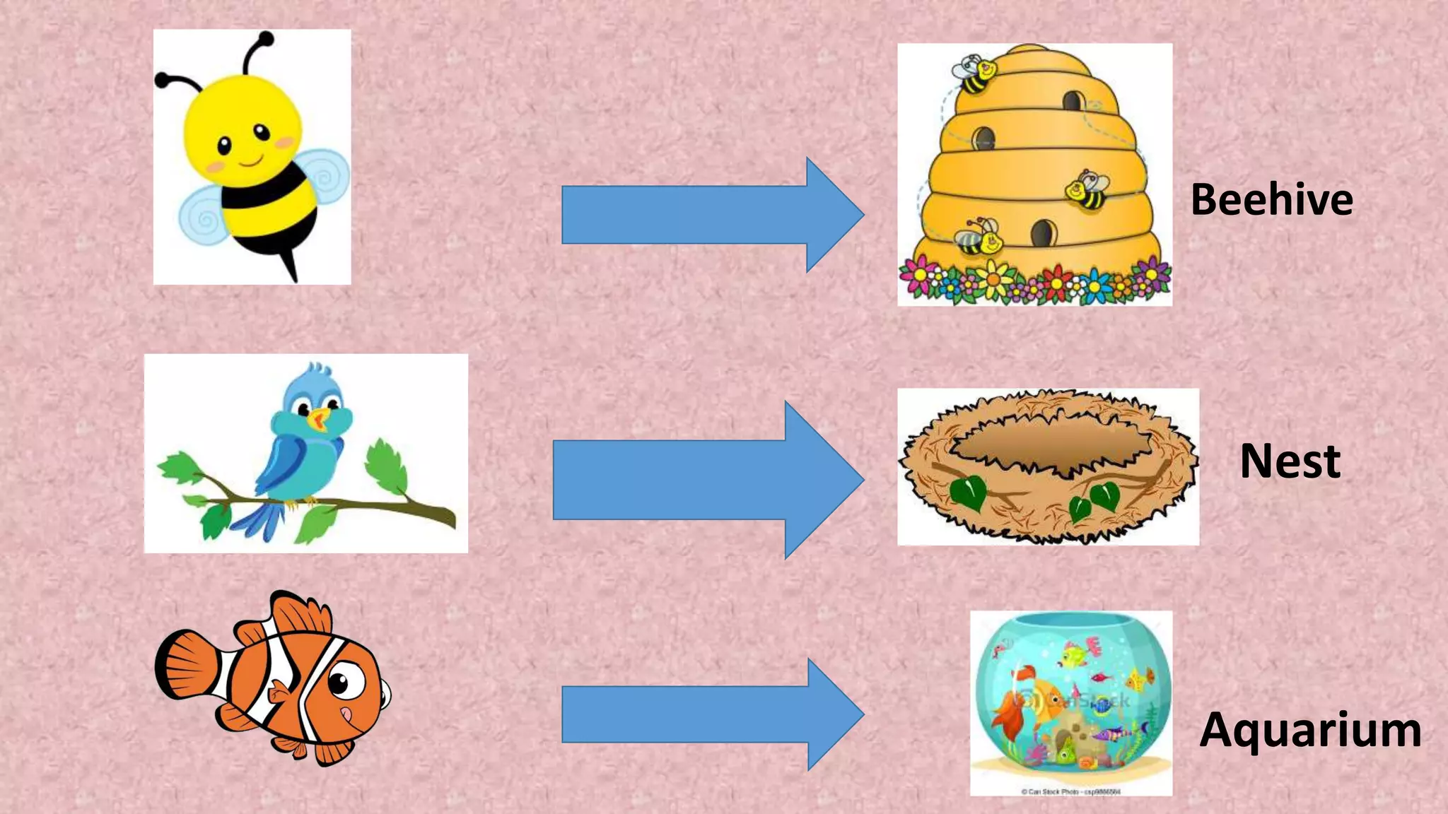 What do animals need to survive | PPTX