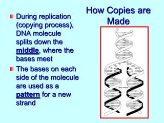 What does DNA look like? Notes | PPTX | Chemistry | Science