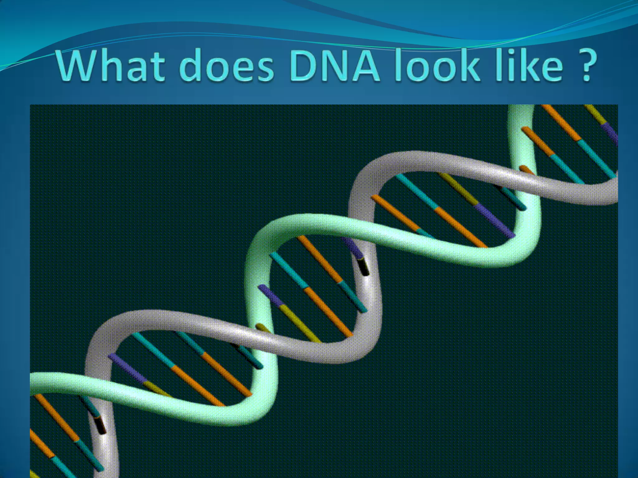 What does dna look like guion | PPT