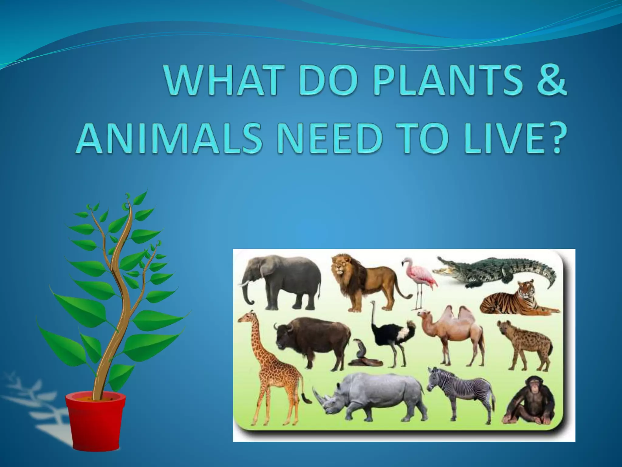 What do plants & animals need to live | PPTX