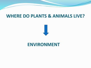 What do plants & animals need to live | PPTX