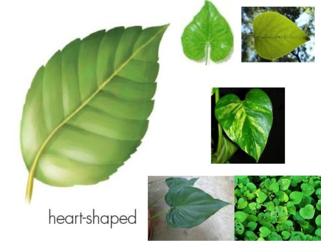 What do roots, stems and leaves look like