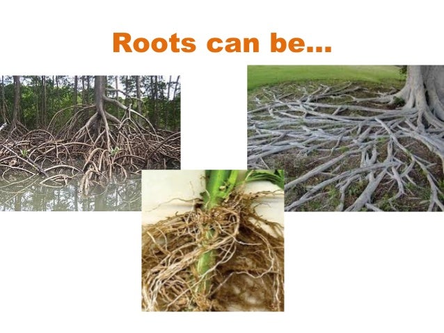 What do roots, stems and leaves look like