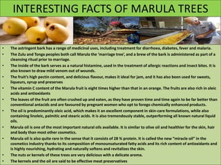 WHAT DO WE KNOW ABOUT MARULA TREE AND.pdf