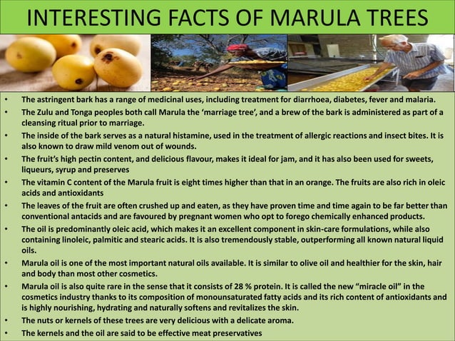 WHAT DO WE KNOW ABOUT MARULA TREE AND.pdf