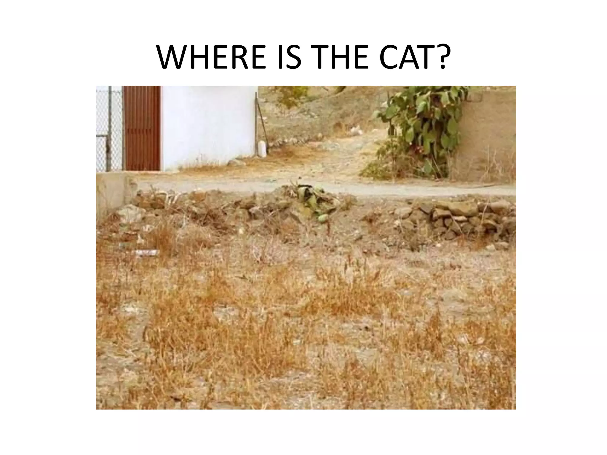 What do you see | PPTX