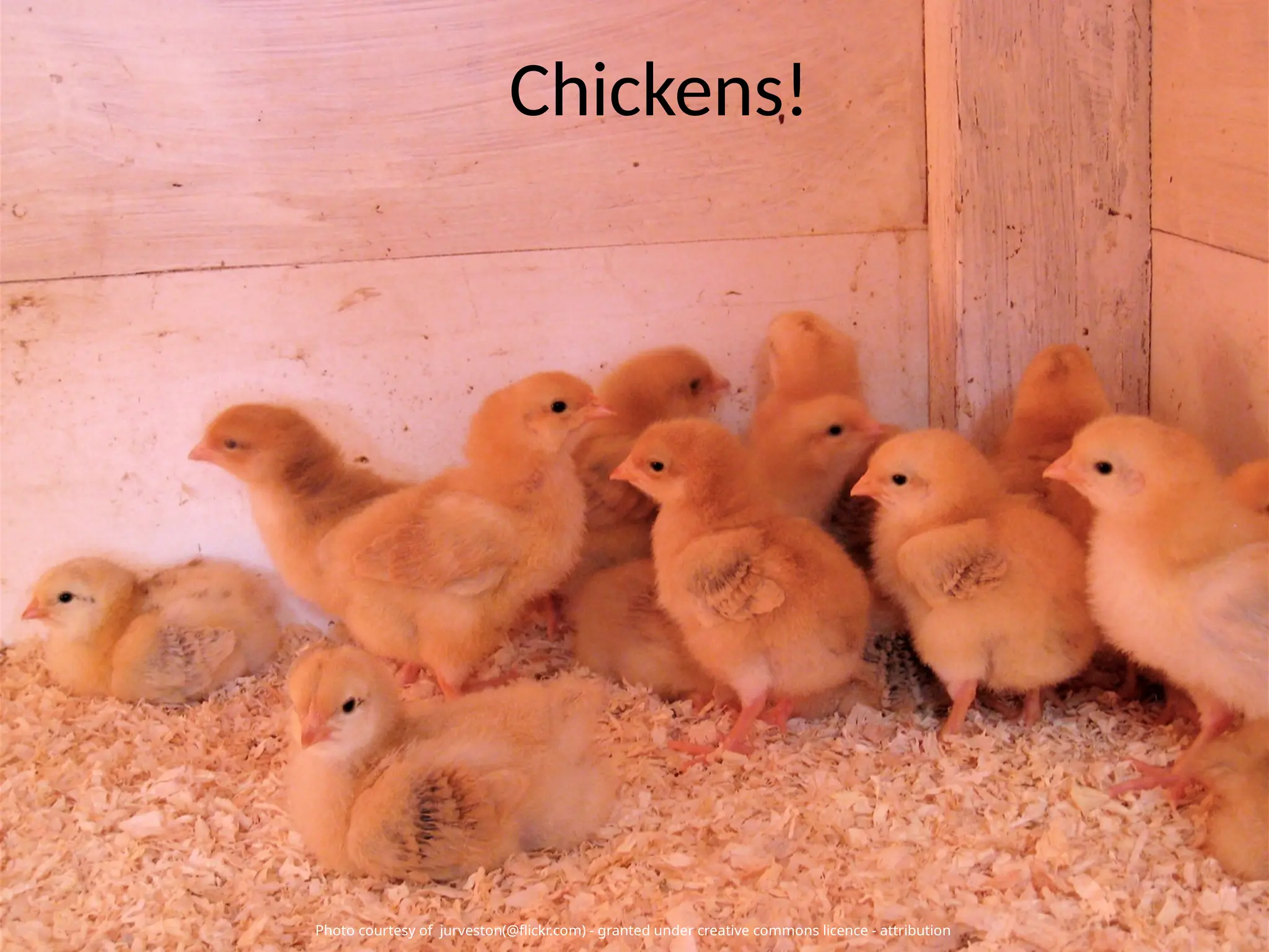 Powerpoint What do you see animals .ppt.ppsx